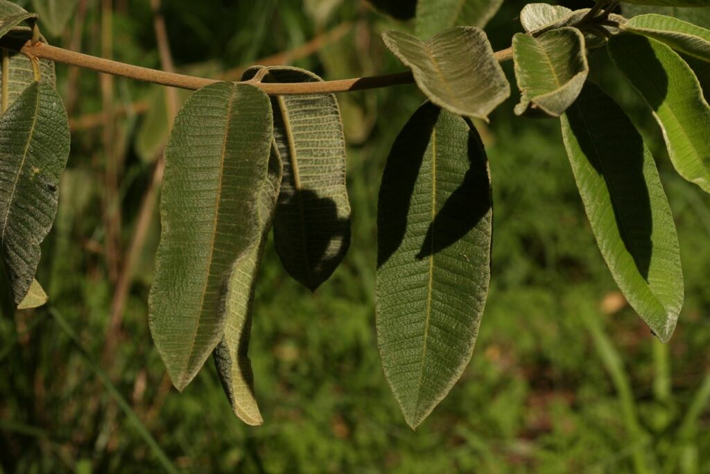 African Resin Tree from Lake Chivero Recreational Park, Chegutu ...
