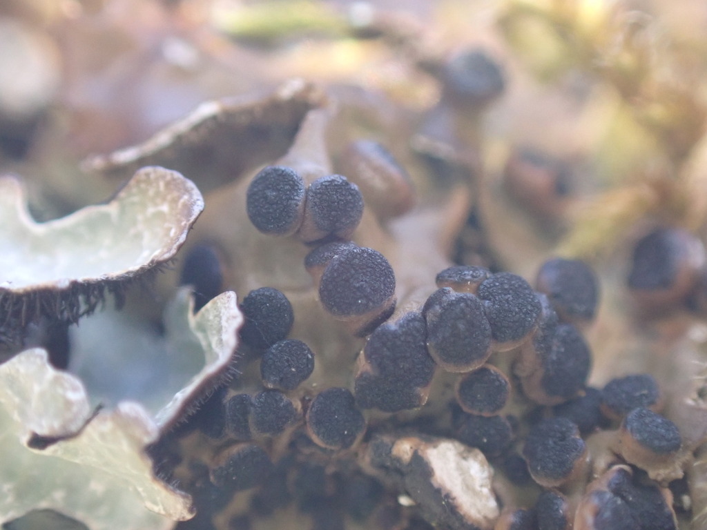 Plectocarpon lichenum from Capital, BC, Canada on May 2, 2023 at 04:47 ...