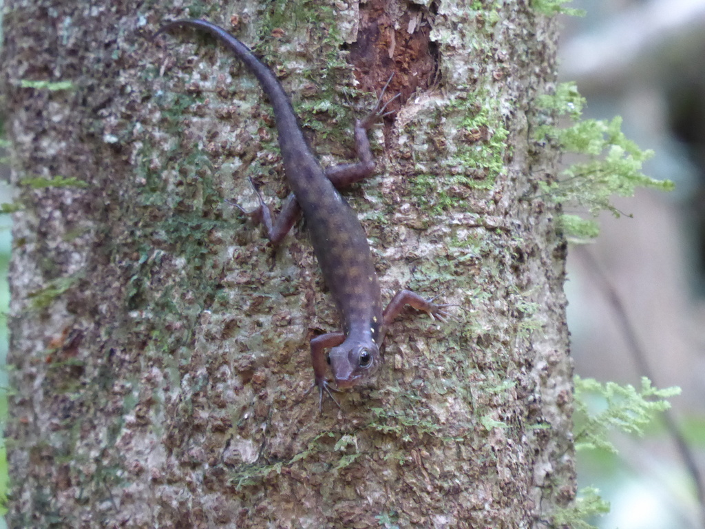 Sphenomorphus variegatus from Paranas, Samar, Philippines on August 1 ...