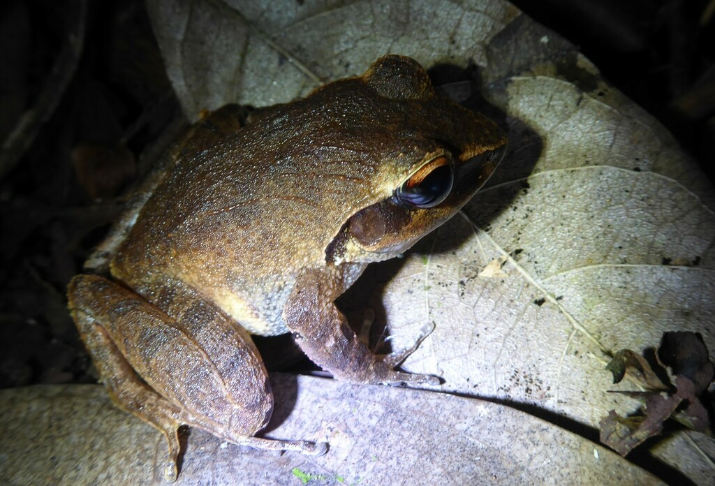 Rough-backed Forest Frog from Paranas, Samar, Philippines on August 1 ...
