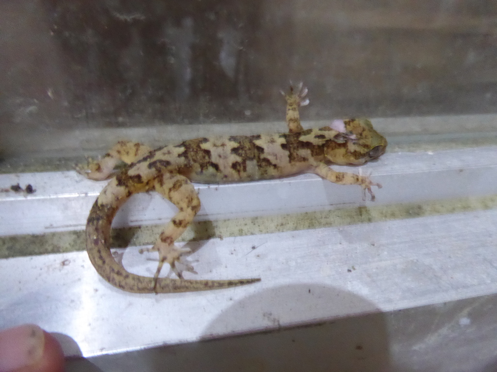 Small Bent-toed Gecko from Paranas, Samar, Philippines on August 1 ...
