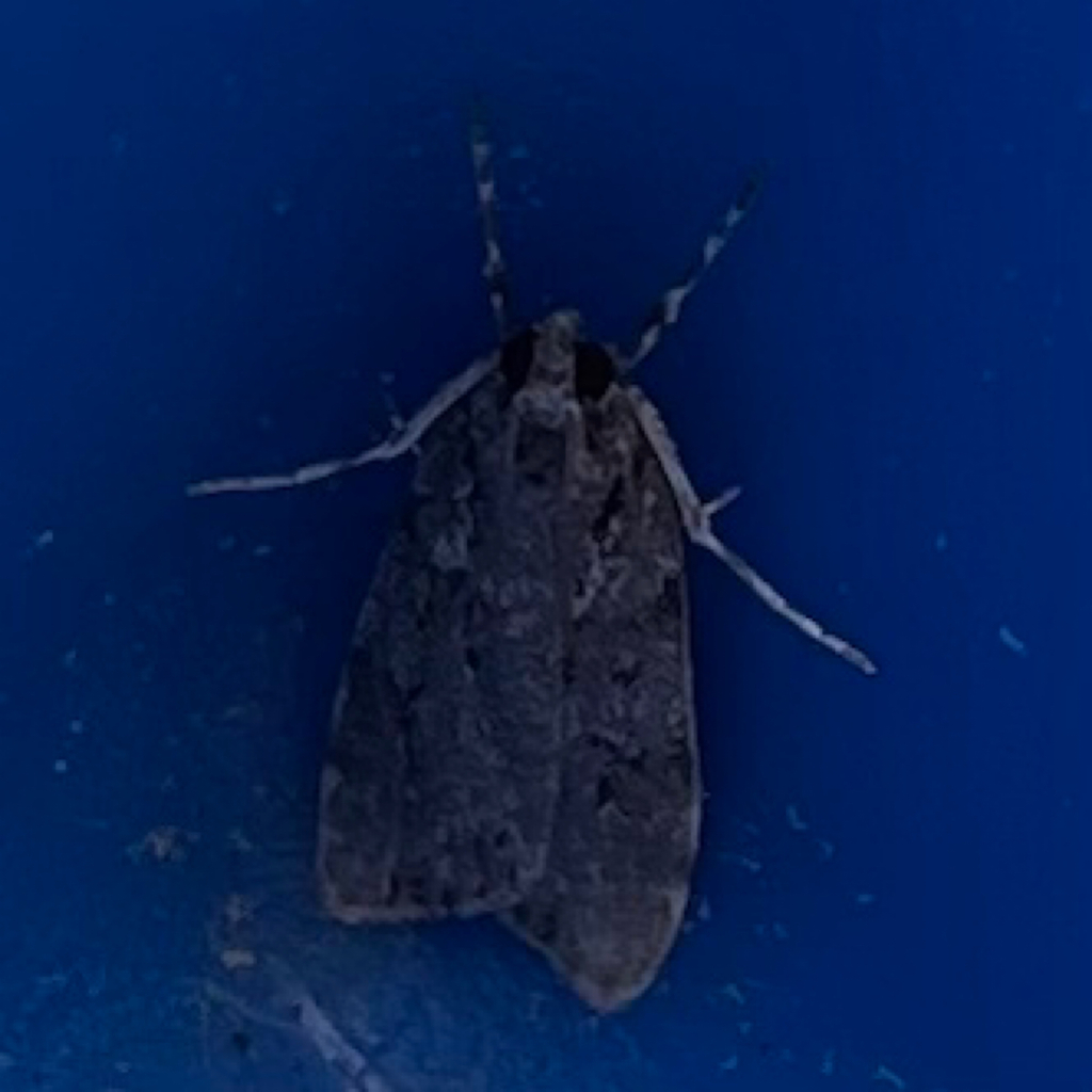 Double-striped Scoparia Moth from Peterborough on September 9, 2023 at ...