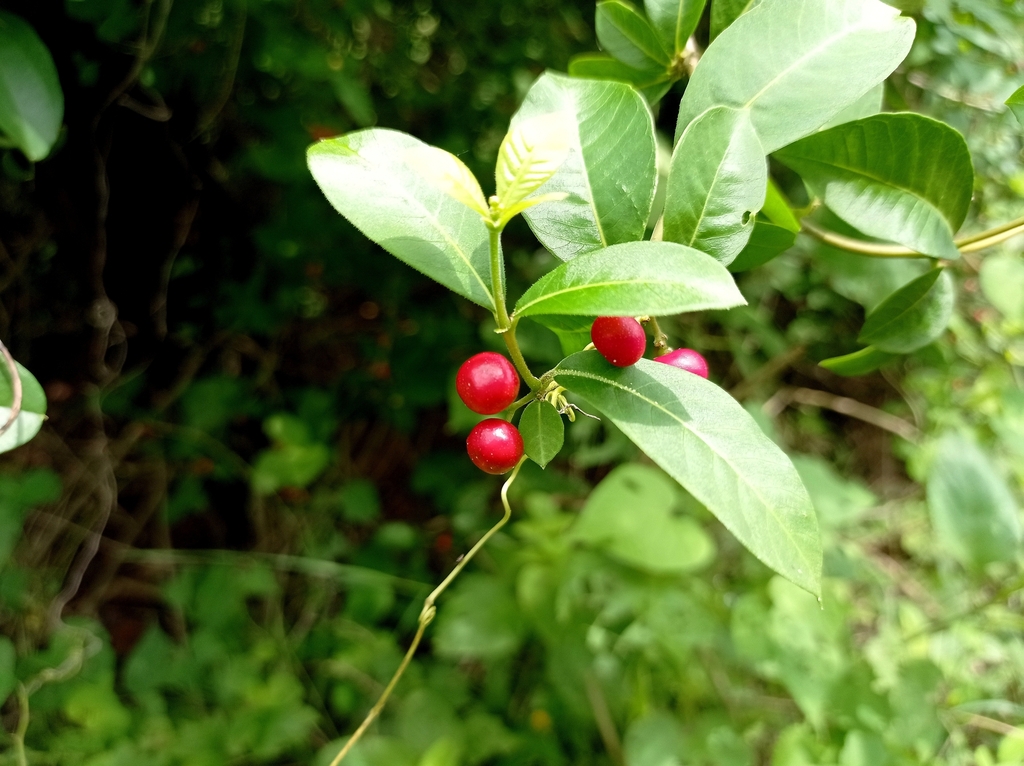 Be Still Tree from 82532 Sin., México on September 7, 2023 at 12:40 PM ...