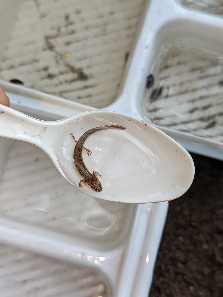 Northern Two-lined Salamander from Chatham, NJ 07928, USA on September ...