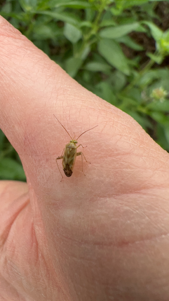 Broken-backed Bug from Vista on September 11, 2023 at 12:38 PM by ...