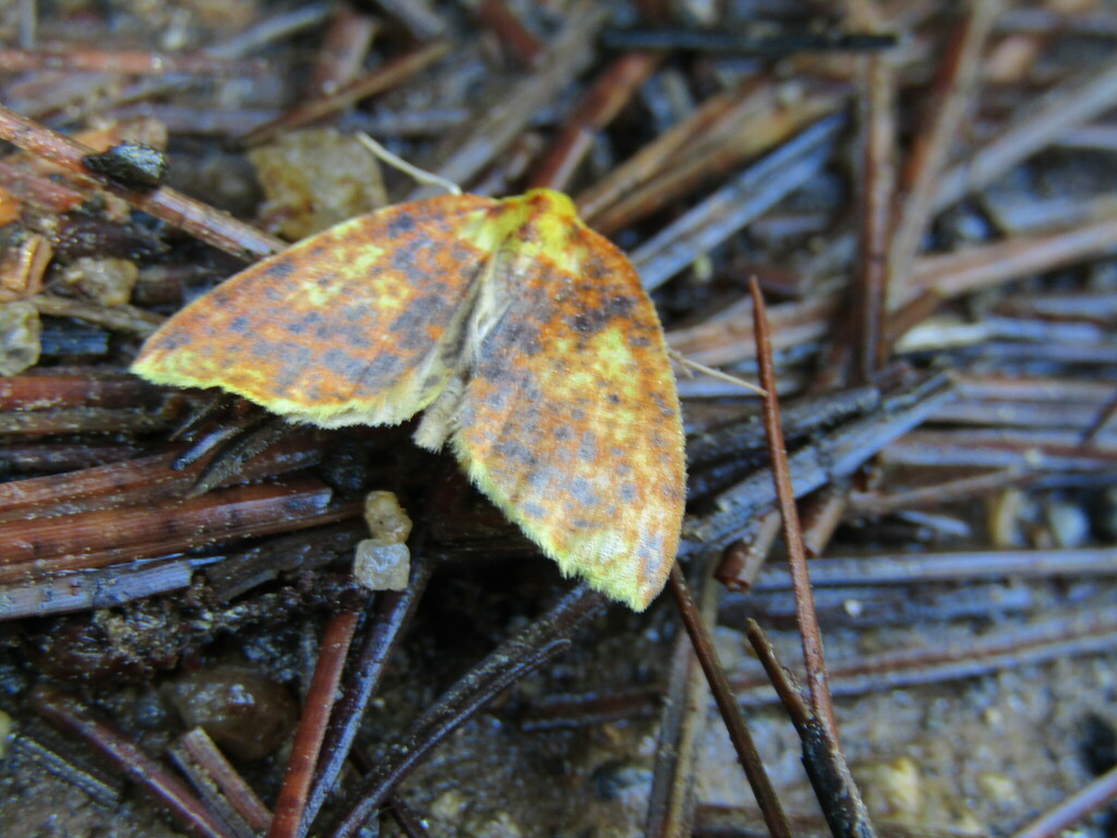 Perusia inusta from Concepcion, Bío Bío, Chile on August 29, 2023 at 12 ...