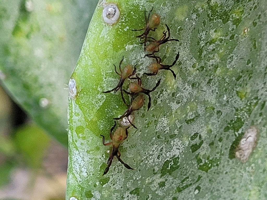Cactus Coreid Bug from San Antonio, TX 78251, USA on September 11, 2023 ...