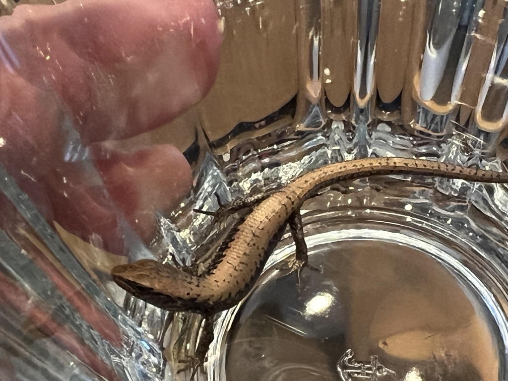 Northern Alligator Lizard from Innis Arden Dr NW, Shoreline, WA, US on ...