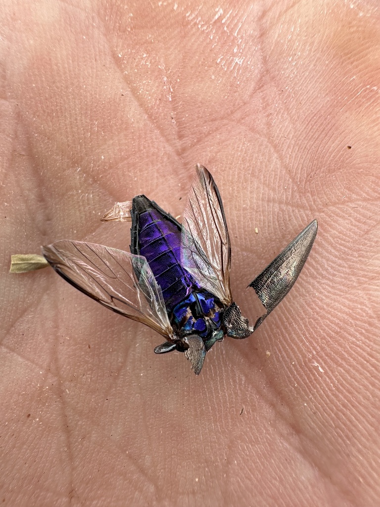 Actenodes calcaratus in September 2023 by Matthew Lachiusa · iNaturalist