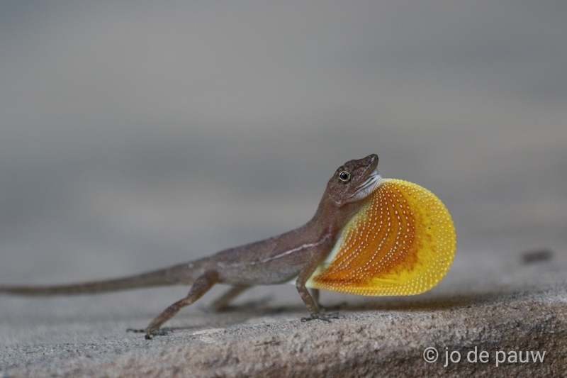 Osa Anole (Anolis osa) - Snakes and Lizards