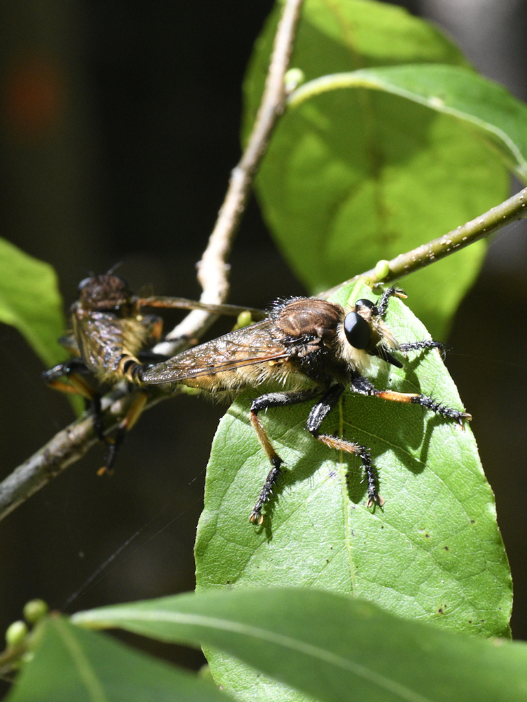 Red-footed Cannibal Fly from Athens County, OH, USA on September 11 ...