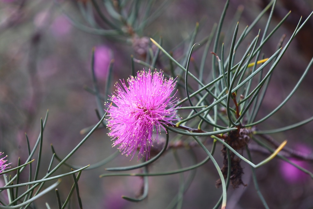 Melaleuca filifolia from Kalbarri National Park WA 6536, Australia on ...