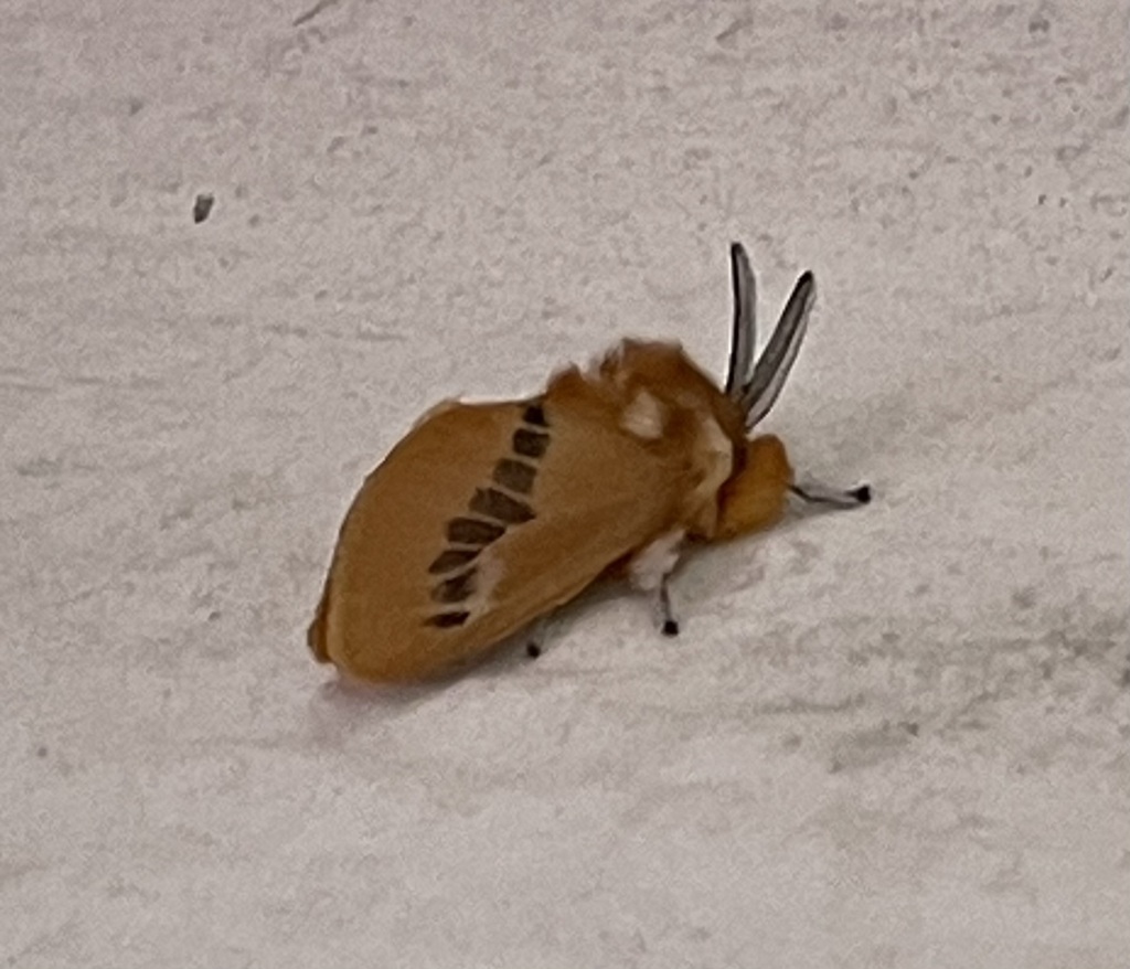 Trosia from Los Robles La Paz, Cesar, Colombia on July 25, 2023 at 06: ...