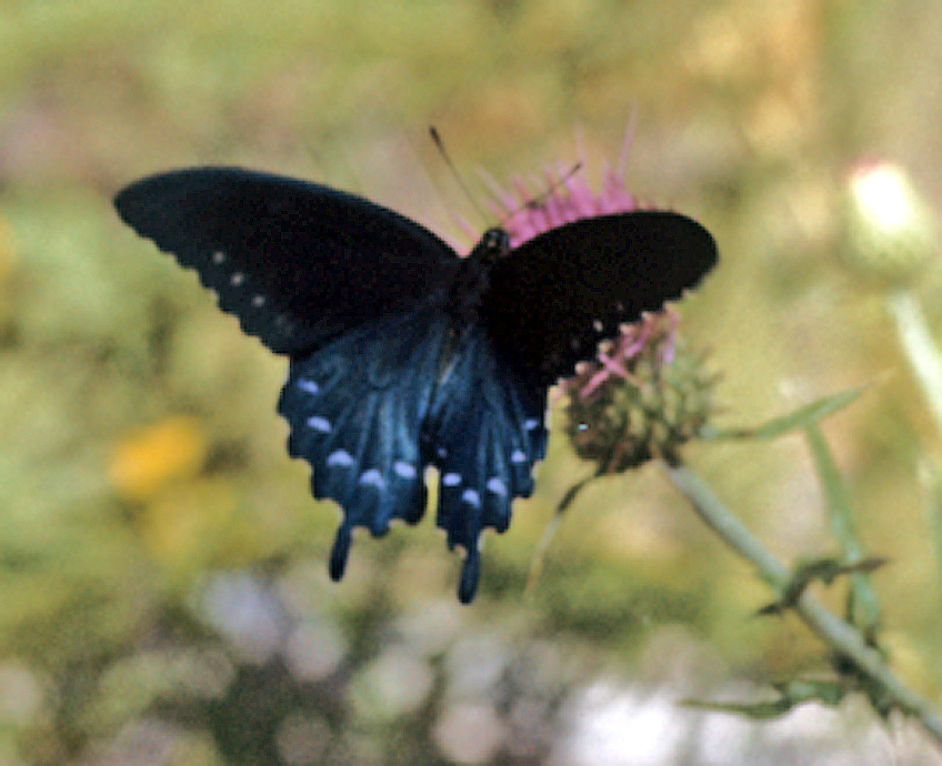 Pipevine Swallowtail from Shovel Spring, Arizona 85739 on September 11 ...