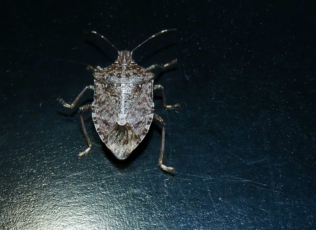 Brown Marmorated Stink Bug from Amadora, Portugal on September 11, 2023 ...
