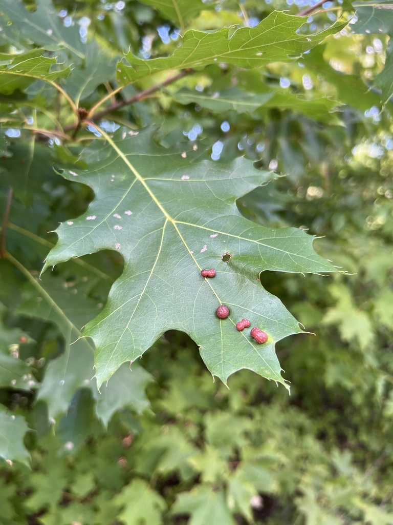 Oak Leaf Gall Midge in September 2023 by Brady O'Brien · iNaturalist