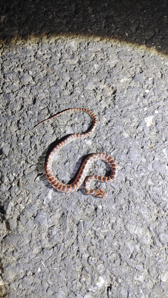 Red-banded Snake in July 2023 by mamahunter · iNaturalist