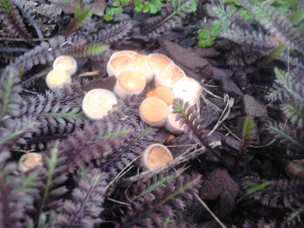 Crucibulum from 25 Mercury St, Milson Palmerston North on March 20 ...