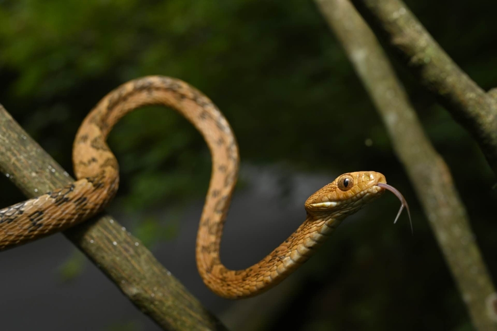 Kelung Cat Snake in July 2023 by mamahunter · iNaturalist