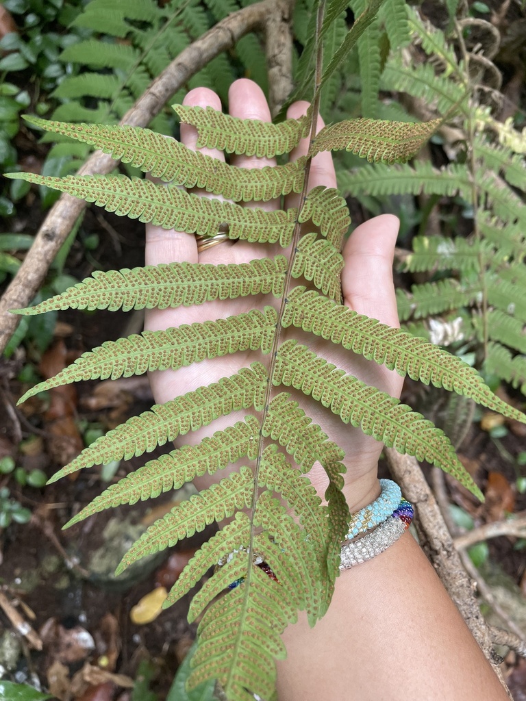 Parasitic Tri-vein Fern from Wahiawā Botanical Garden, Wahiawa, HI, US ...