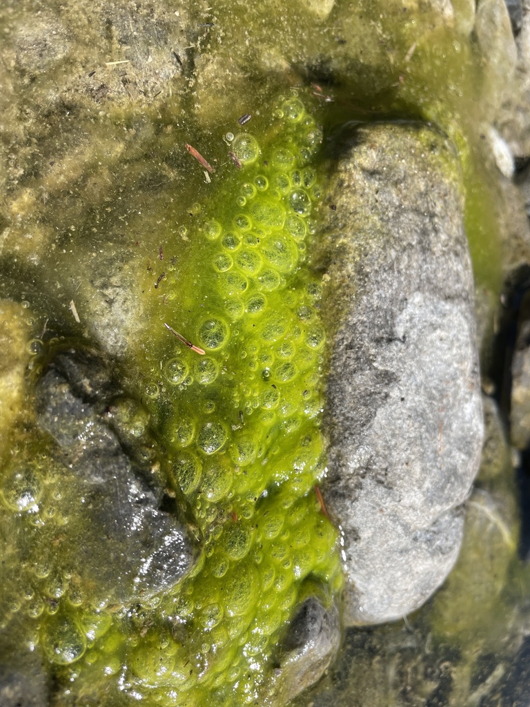 plants from Elbow - Sheep Wildland Provincial Park, Kananaskis, AB, CA ...