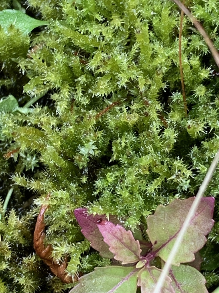 Yellow Starry Fen Moss from Orleans County, US-VT, US on September 11 ...