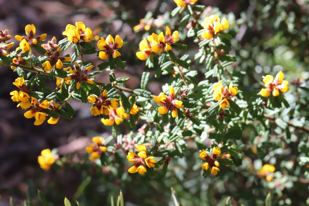 Rough Bush-pea from Perrys Lookdown, Blue Mtns National Park, NSW on ...