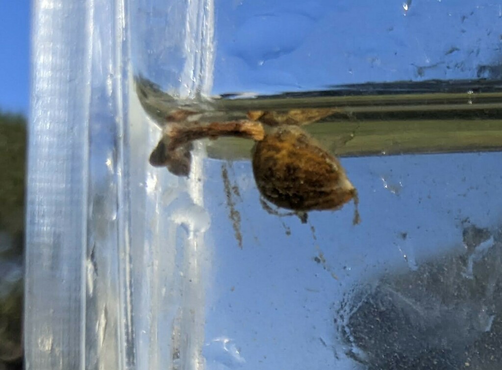 Salt Marsh Snail from Del Mar Heights, San Diego, CA 92014, USA on ...