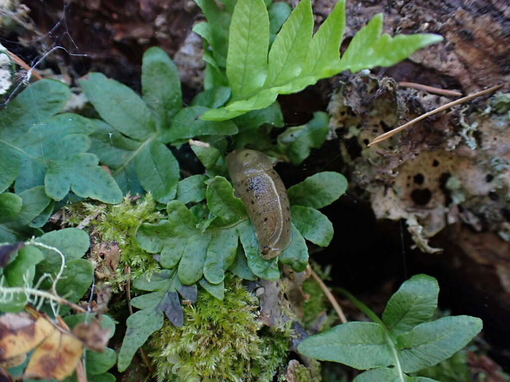 Banana Slugs from Capital, BC, Canada on May 3, 2023 at 04:09 PM by Eva ...