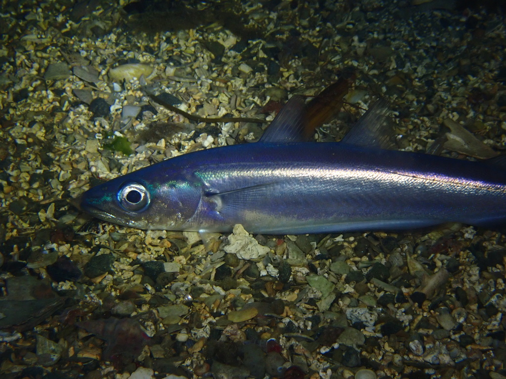 Blue Whiting (Micromesistius poutassou) - Marine Life Identification