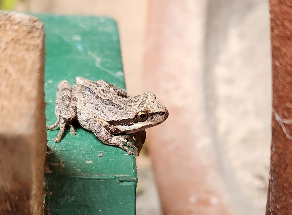 Baja California Tree Frog from Jamul, CA 91935, USA on September 11 ...