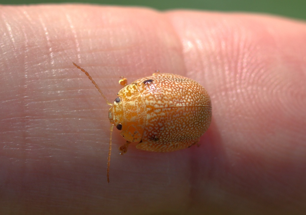 Dotted Paropsine Leaf Beetle from South Whittier, CA, USA on September ...