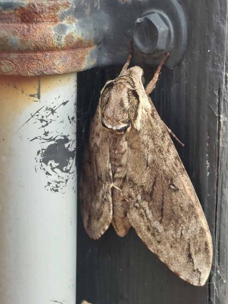 Catalpa Sphinx from Pennsylvania on September 9, 2023 by jonkat ...