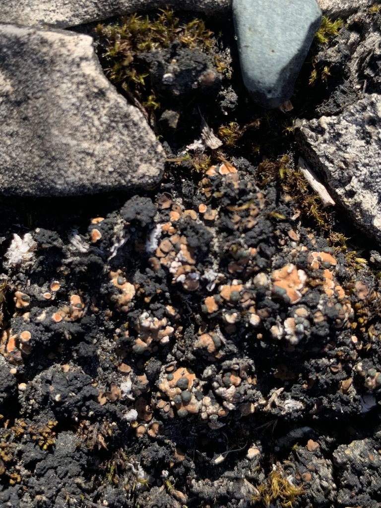 Blushing Scale in September 2023 by Carl-Adam Wegenschimmel · iNaturalist