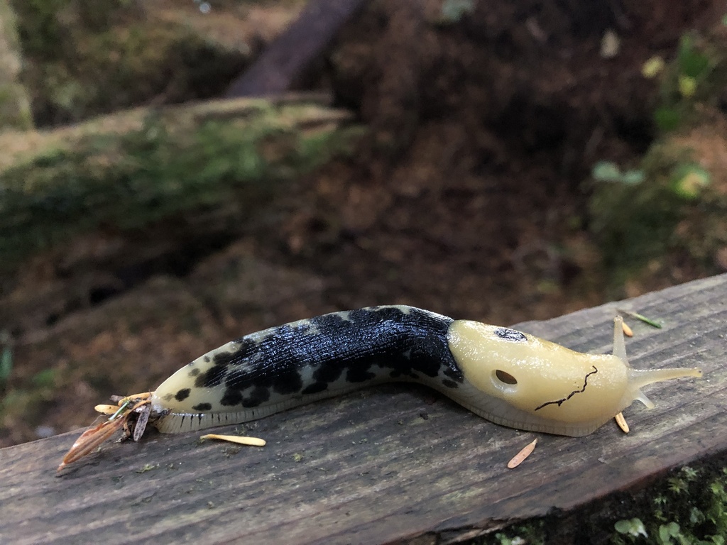 Pacific Banana Slug from Nanaimo, Coombs, BC, CA on September 8, 2023 ...