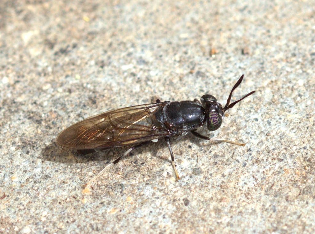 Black Soldier Fly from South Whittier, CA, USA on September 11, 2023 at ...