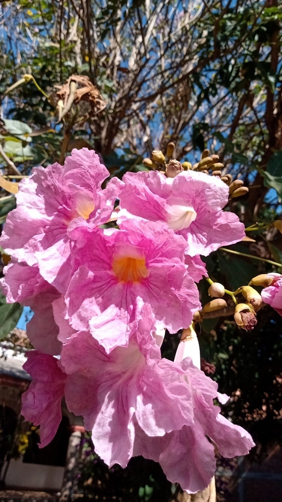 Pink poui from Tzocotumbak, Tuxtla Gutiérrez, Chis., México on March 6 ...