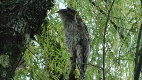 Potoo (Biota de Itaca (RNSC), Gachantivá, Boyacá) · NaturaLista Colombia