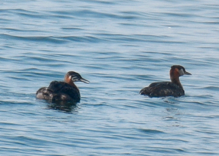 Red-necked Grebe from Pablo National Wildlife Refuge, Lake County, MT ...
