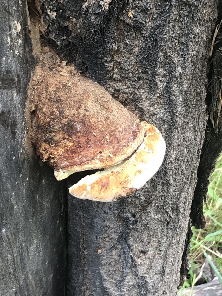 Schrenk's Red-Belt Conk from Coconino National Forest, Flagstaff, AZ ...