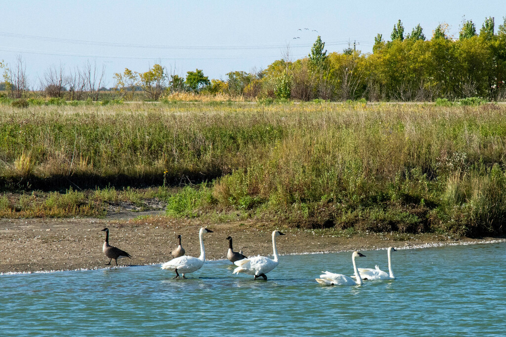 Tundra Swan from Oak Hammock Marsh, Rockwood, MB R0C 3A0, Canada on ...