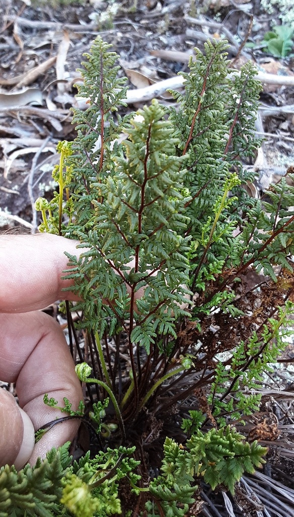 Rock Fern from Gardens of Stone SCA NSW 2790, Australia on September 6 ...