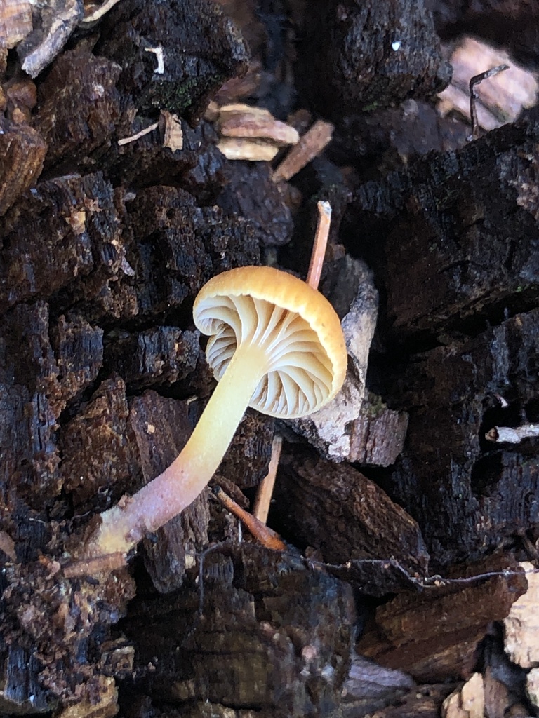 Xeromphalina sect. xeromphalina from Coconino National Forest ...