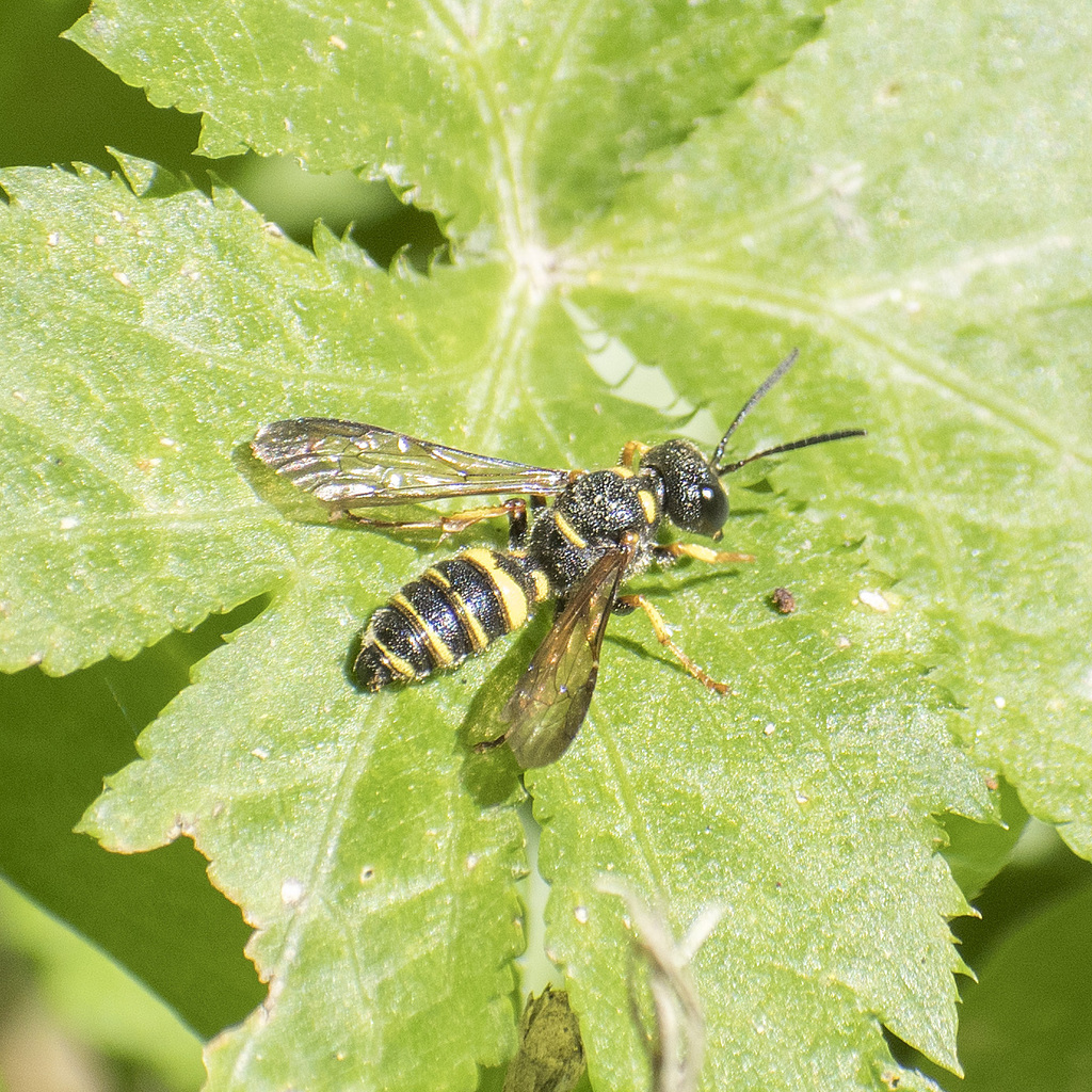 Typical Weevil Wasps and Allies from Montgomery County, OH, USA on ...
