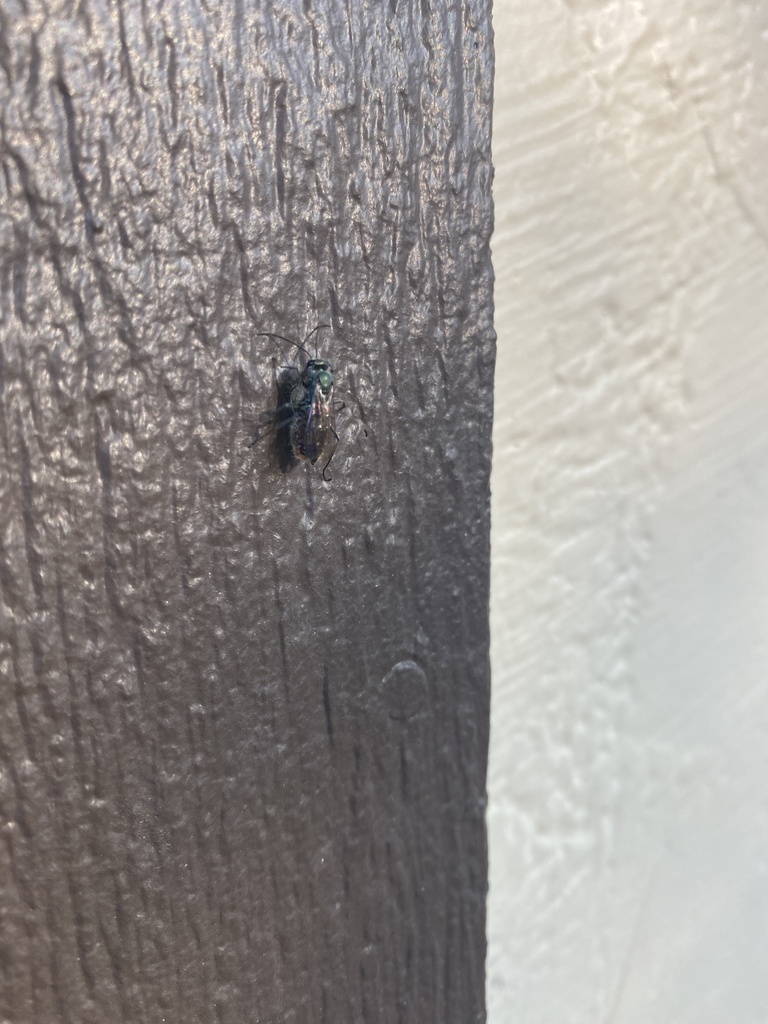 Ants, Bees, and Stinging Wasps from Foxbrook Way, Fort Collins, CO, US ...