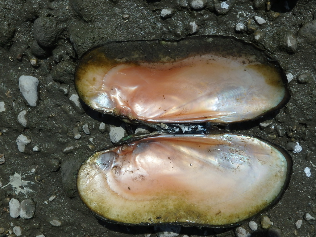 Black Sandshell from Rockton, IL, USA on September 10, 2023 at 12:27 PM ...