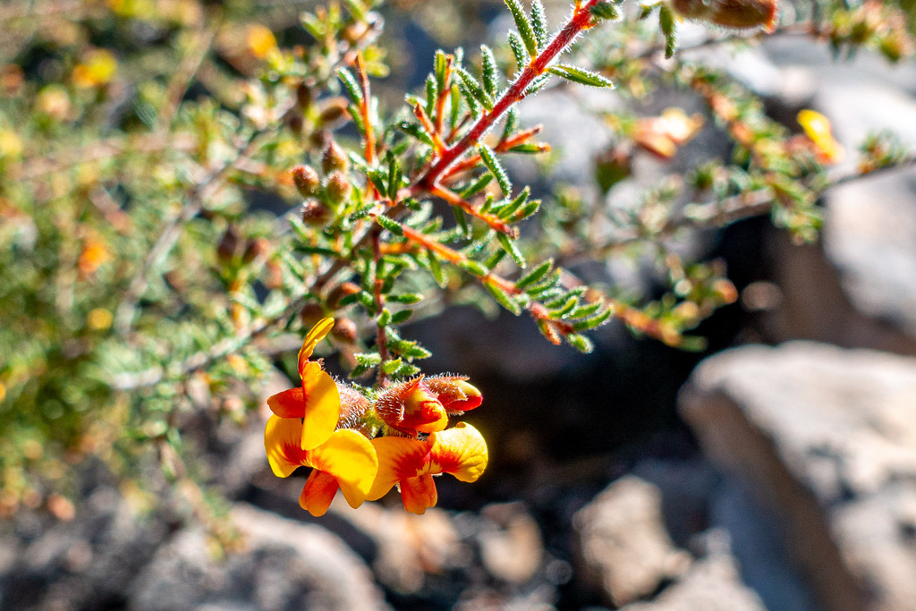 small-leaf parrot-pea from Upper Nile NSW 2849, Australia on September ...