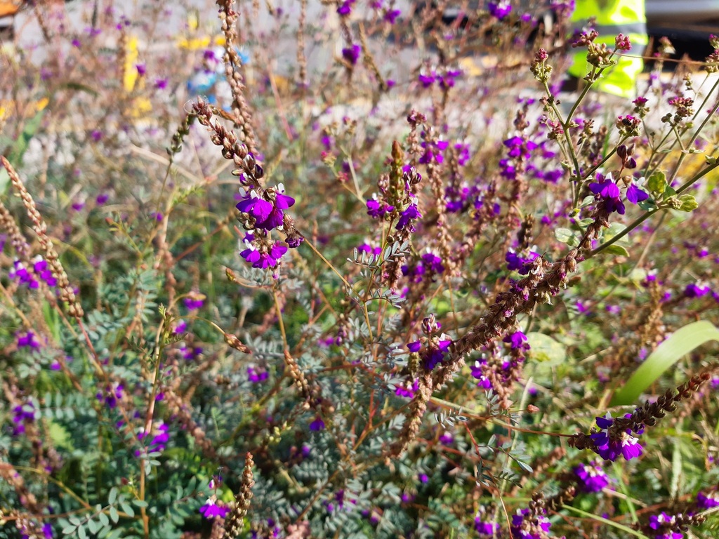 Silver Prairie Clover from Querétaro, MX-QE, MX on September 8, 2023 at ...