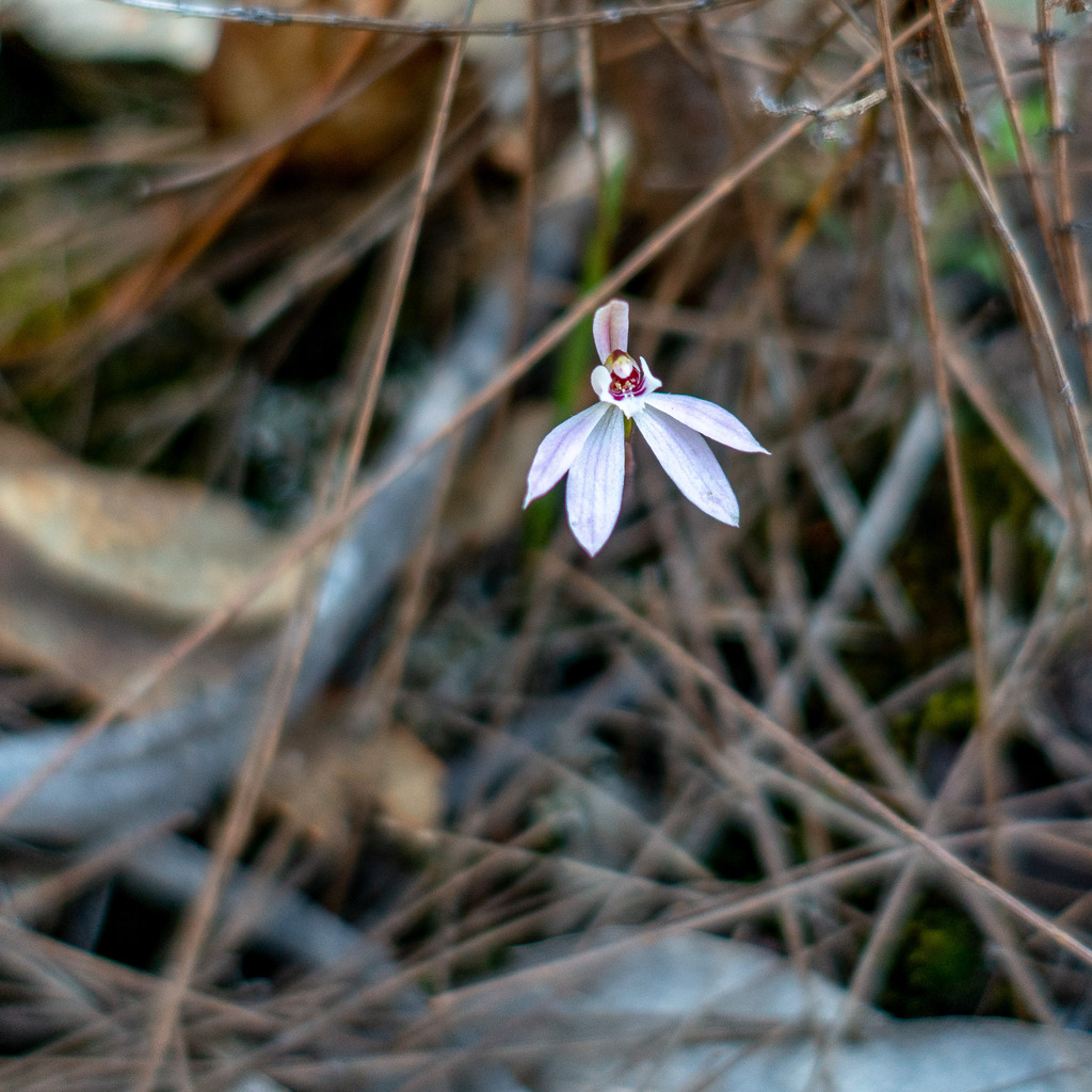 Pink Lady Fingers from Upper Nile NSW 2849, Australia on September 9 ...