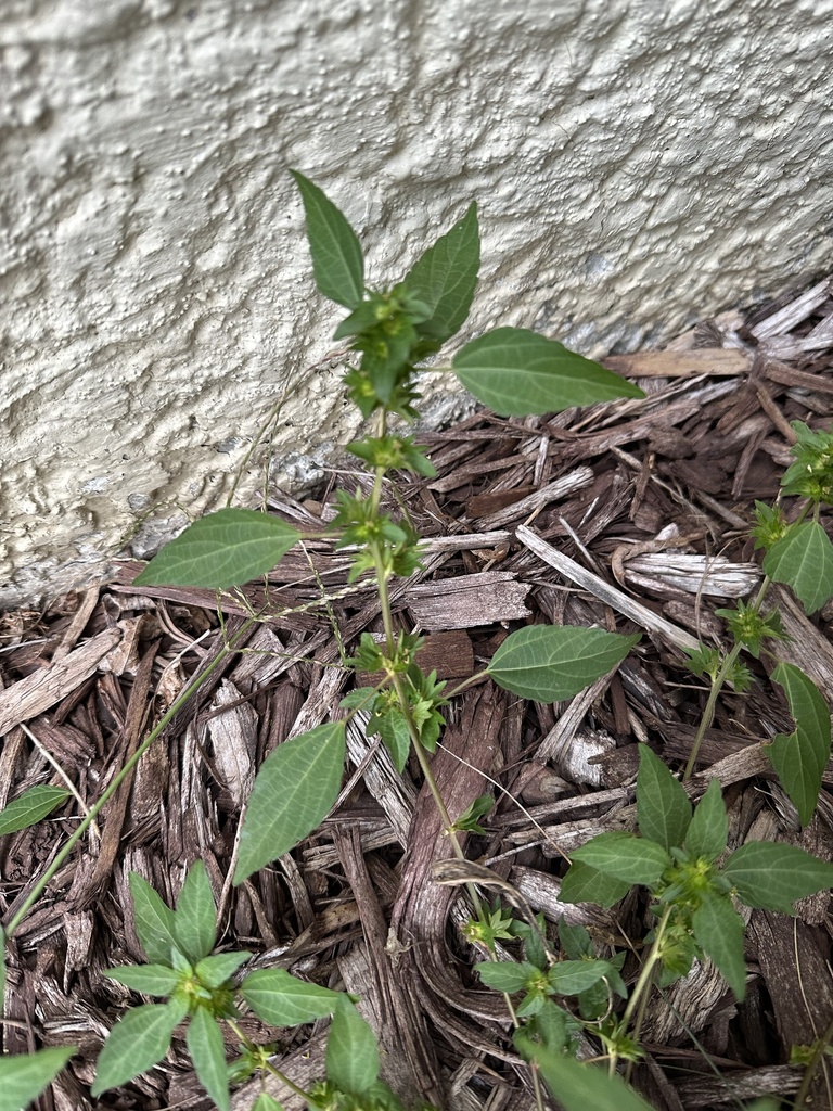 common copperleaf from Columbus Ave S, Minneapolis, MN, US on September ...
